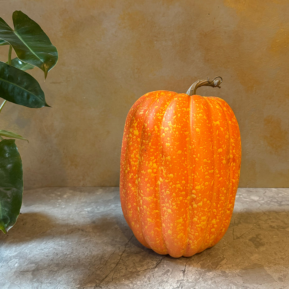 Long Large Yellow Pumpkin– Sunshine Boulevard